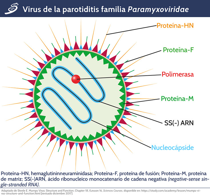 Parotiditis_fisiopatologia
