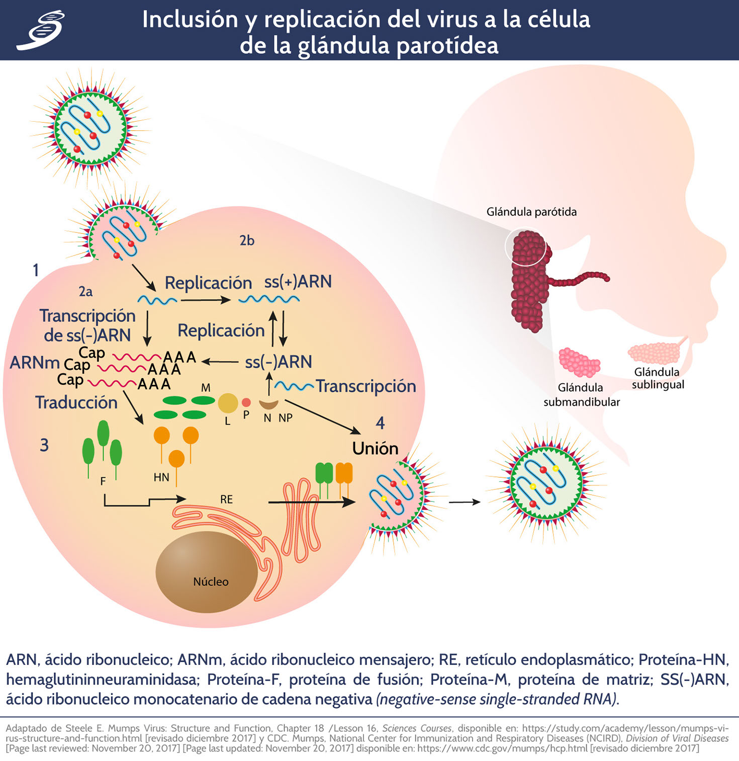Parotiditis_fisiopatologia